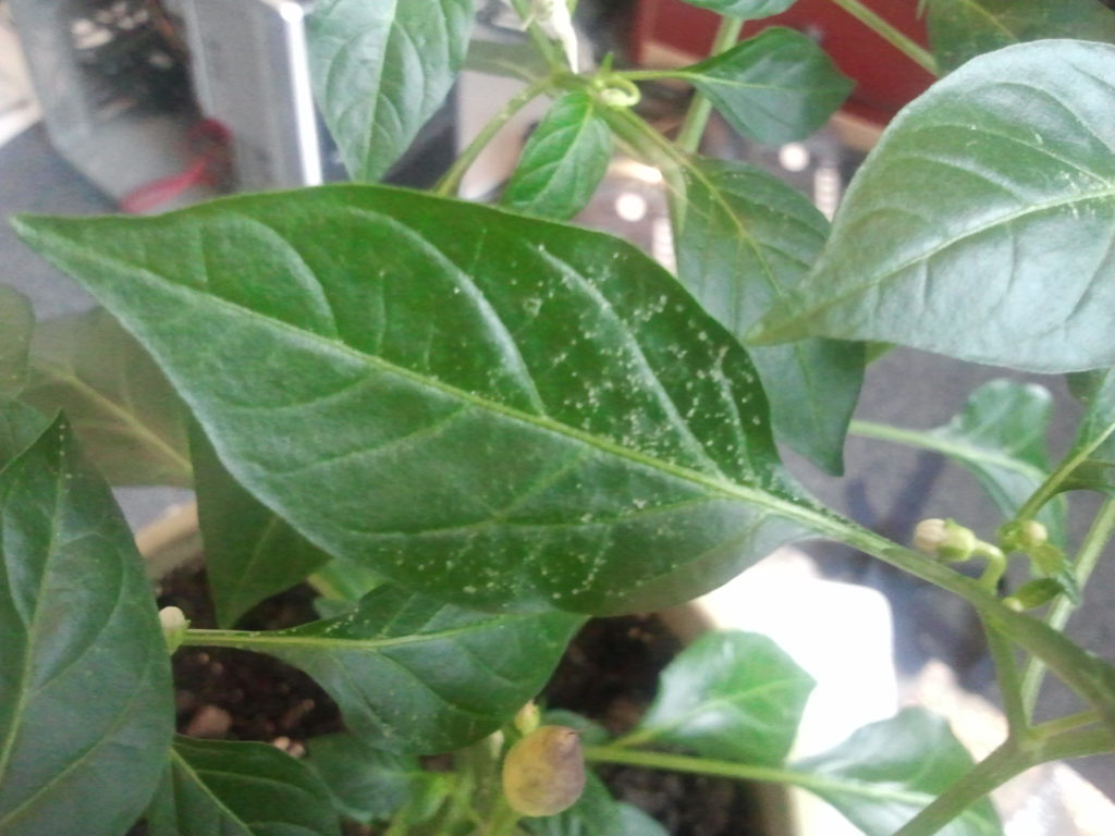Spider mites – Pestoscope