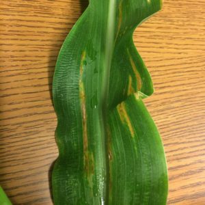 Bacterial Leaf Streak disease – Pestoscope