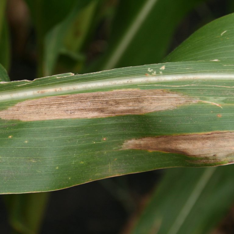 Northern Leaf Blight – Pestoscope