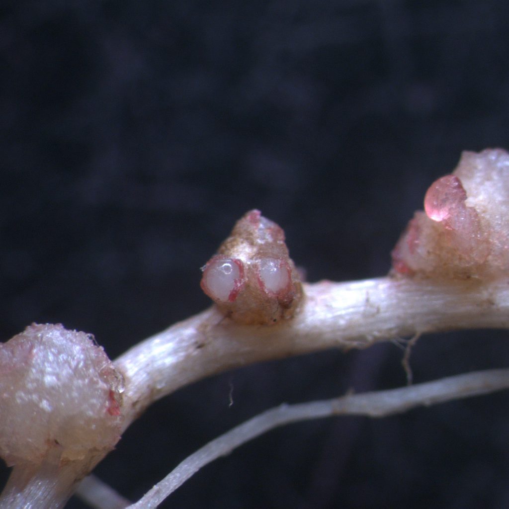 Root knot nematode – Pestoscope