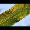 Bacterial leaf streak – Pestoscope