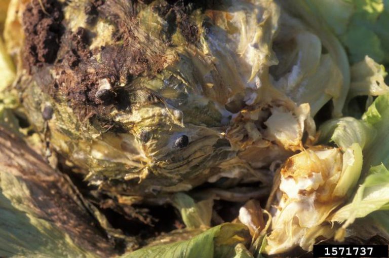 Sclerotinia stem rot – Pestoscope