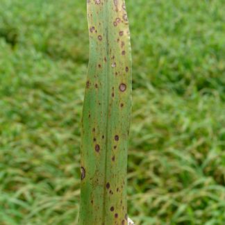 Gray leaf spot – Pestoscope