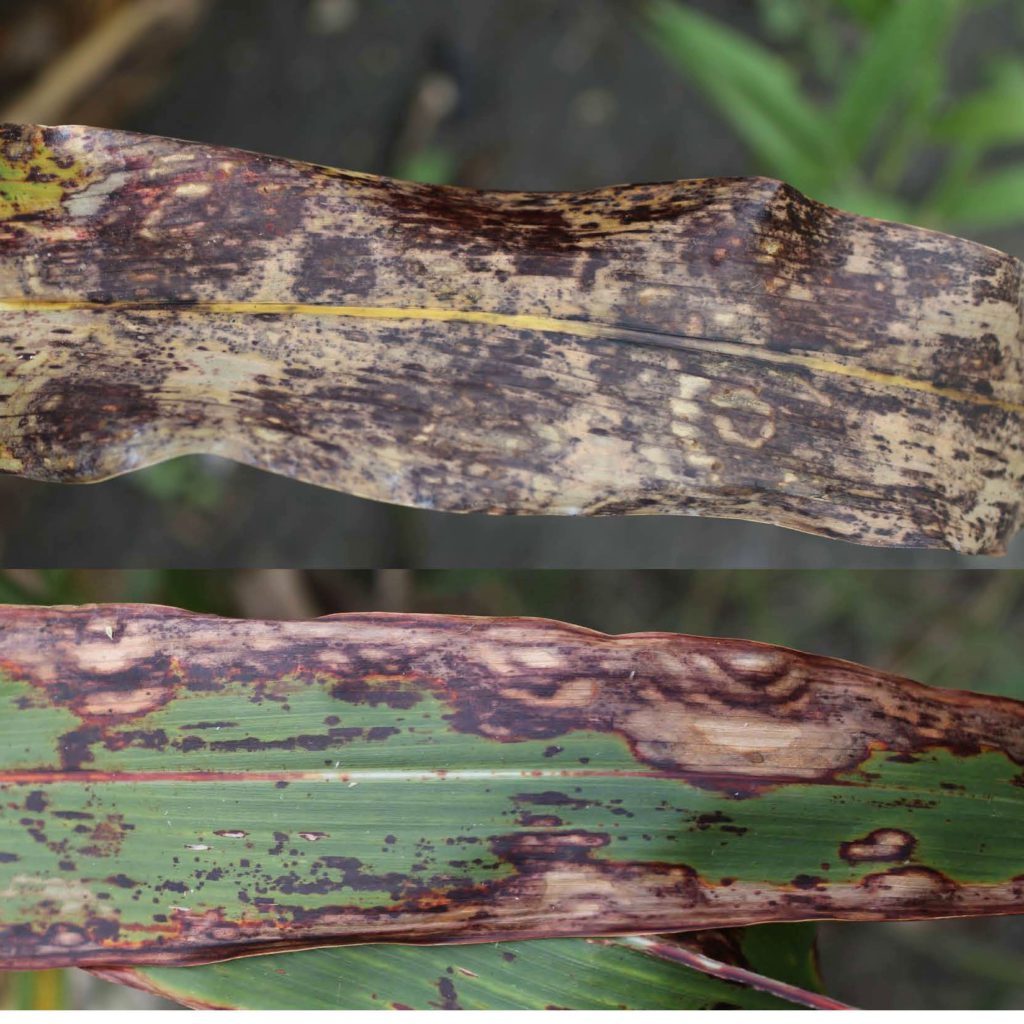 Zonate leaf spot – Pestoscope