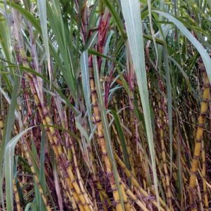 Red rot – Pestoscope