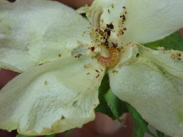 Pink Bollworm – Pestoscope
